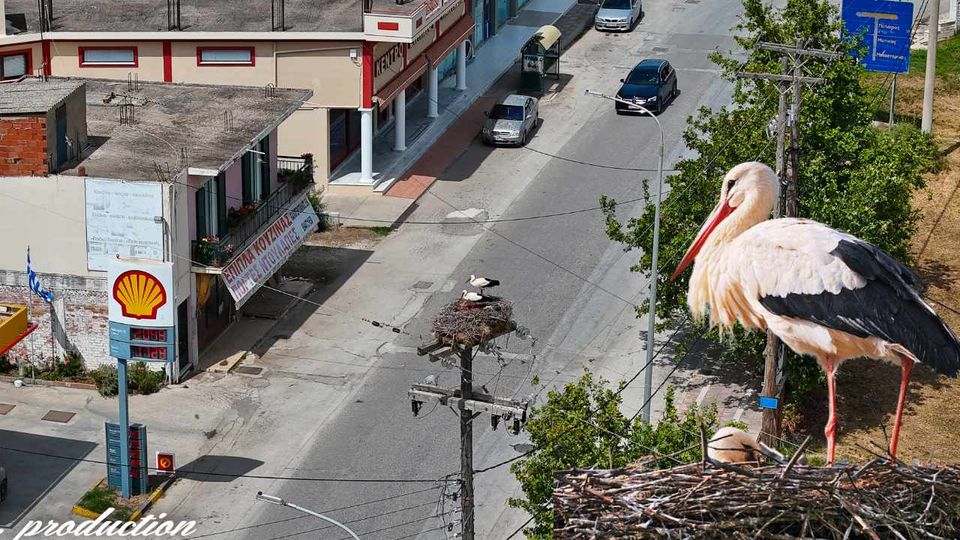 Η φωλιά των Πελαργών που επέστρεψαν στη Βόνιτσα (Βίντεο) - RobRoy.gr